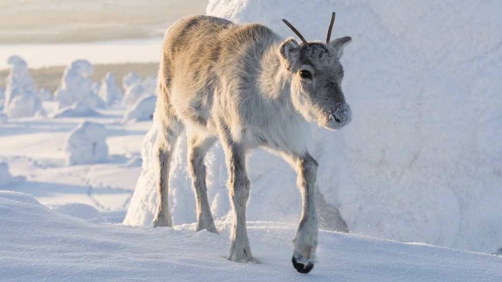 Ailo - Un'avventura tra i ghiacci: trama e ambientazione del film con ...